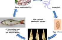 A Deep Dive into How Fish Reproduce: The Fascinating Process Explained ...